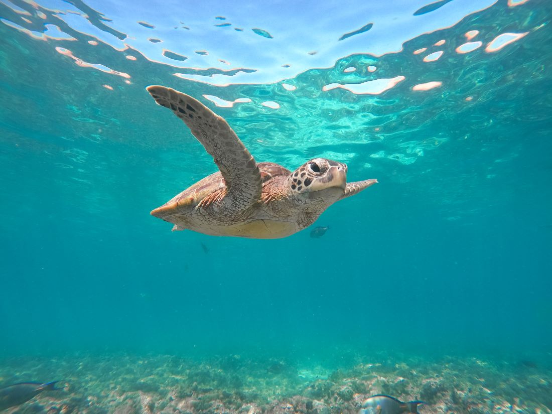 12 amazing things to do in Muscat, the capital of Oman